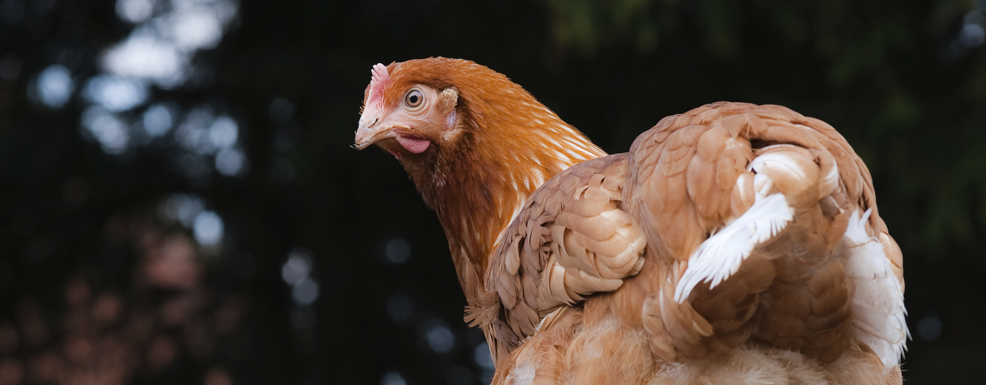 Learning Centre - Barastoc Poultry