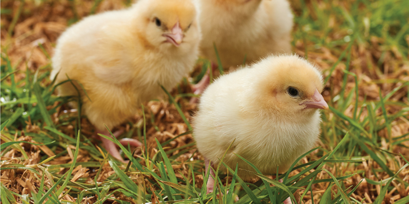 Chick Starter - Barastoc Poultry