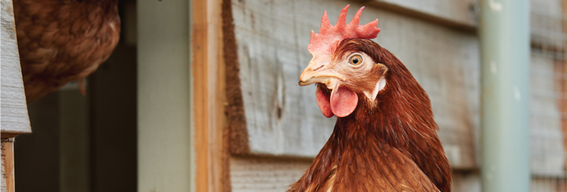 Top Layer - Barastoc Poultry