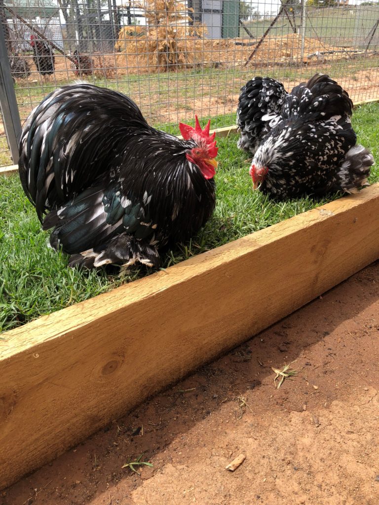 The Pekin Bantam - Breed Profile by Nathan Quayle - Barastoc Poultry