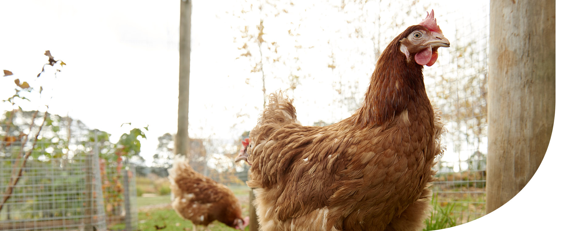Barastoc – We put the chicken before the egg!