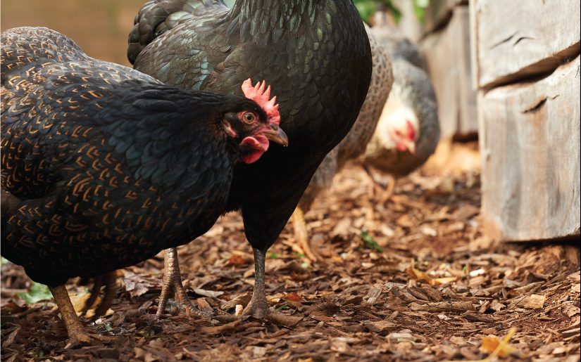 The Barastoc Wellness Range - Barastoc Poultry