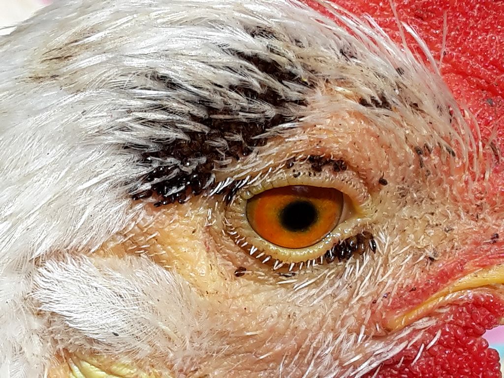 Health Checks and Preventing Parasites in Summer - Barastoc Poultry