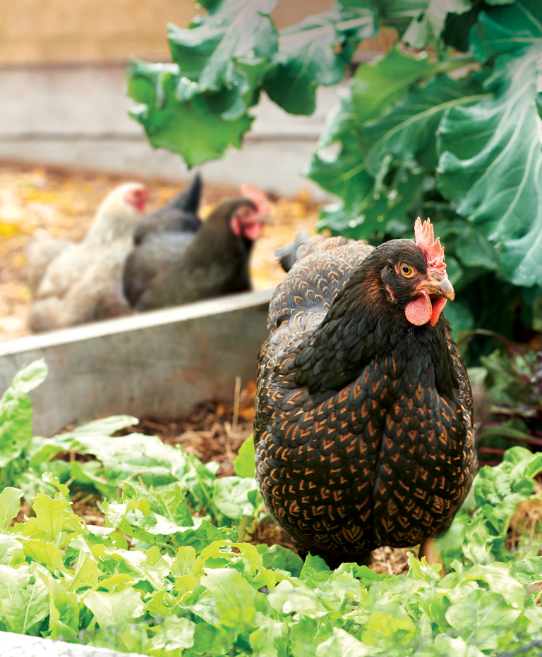 The Barastoc Naturals Range - Barastoc Poultry