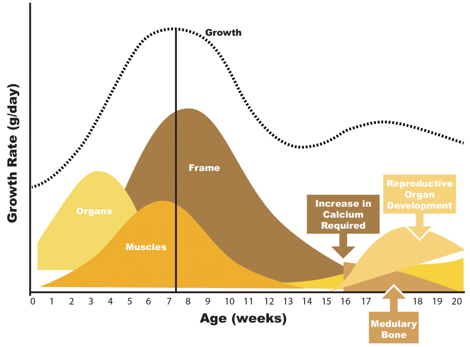 The Life Stages and Nutritional Requirements of the Modern Hen ...