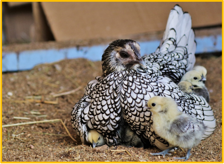 Sebrights – A Profile - Barastoc Poultry