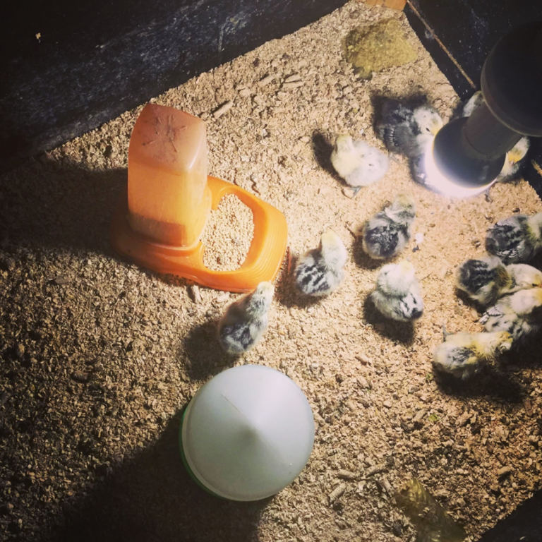 How to Pick Up Chicks - Barastoc Poultry