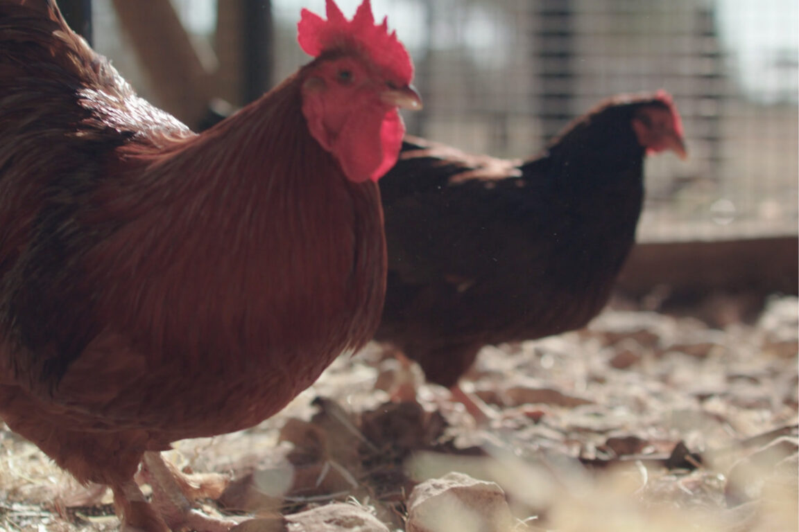 News Blog - Barastoc Poultry