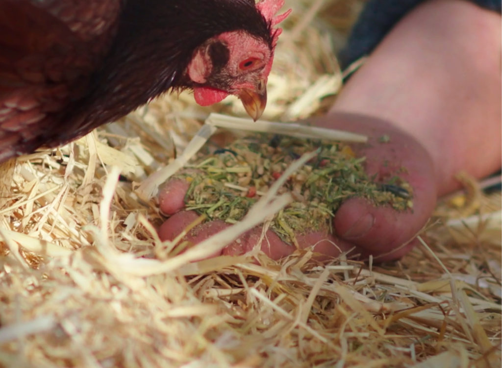 News Blog - Barastoc Poultry